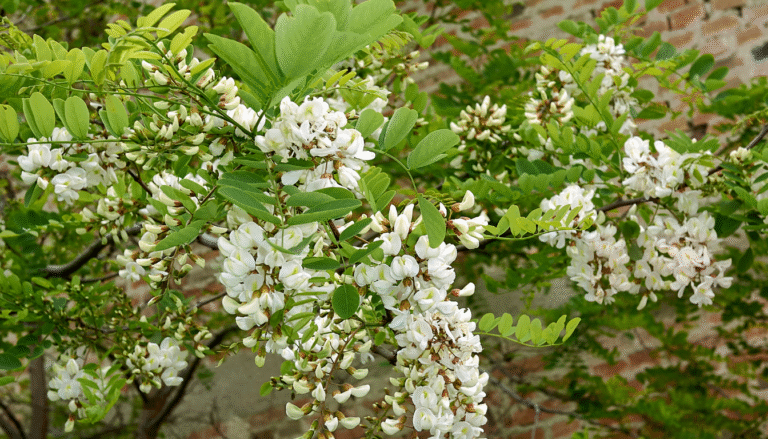 Robinia Pseudoacacia : Arbre Utile Malgré Son Côté Invasif