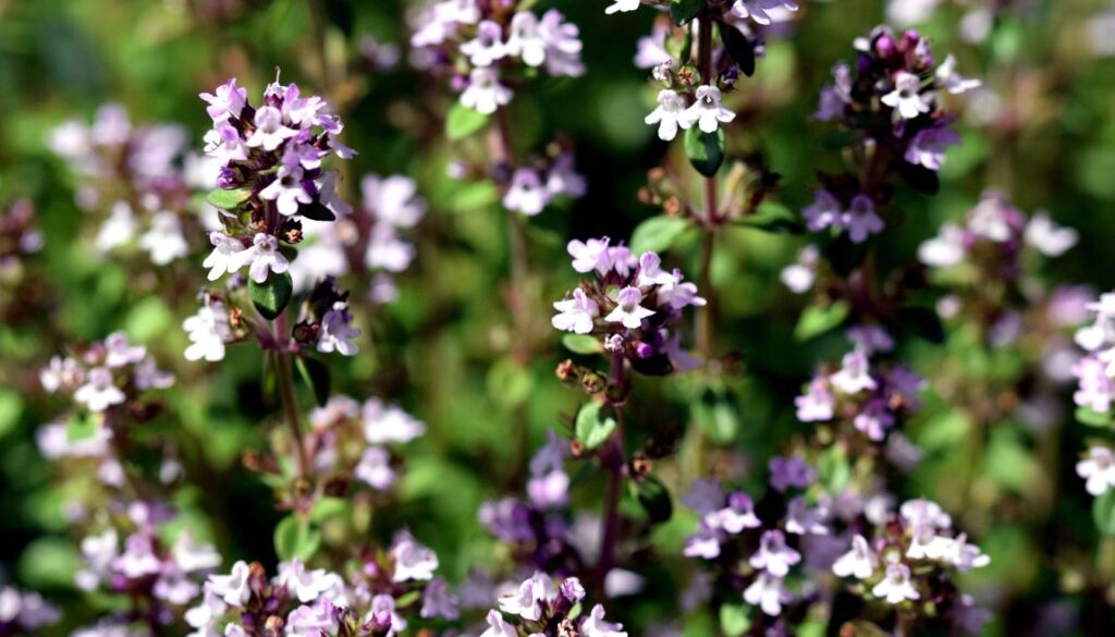 Fleur De Thym : Le Secret D'une Récolte Parfaite En 4 étapes