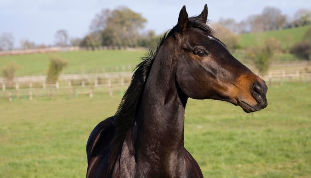 Pur-sang Anglais : Tout Savoir Sur Cette Race Prestigieuse