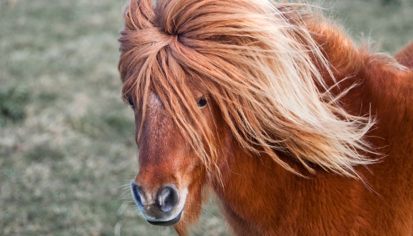 Poney Shetland Robustesse Et Charme Du Petit Cheval écossais