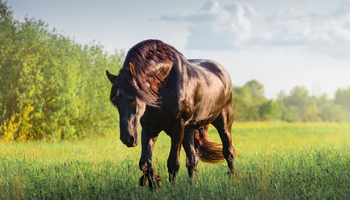 Frison : Tout Savoir Sur Ce Cheval Majestueux Et Puissant