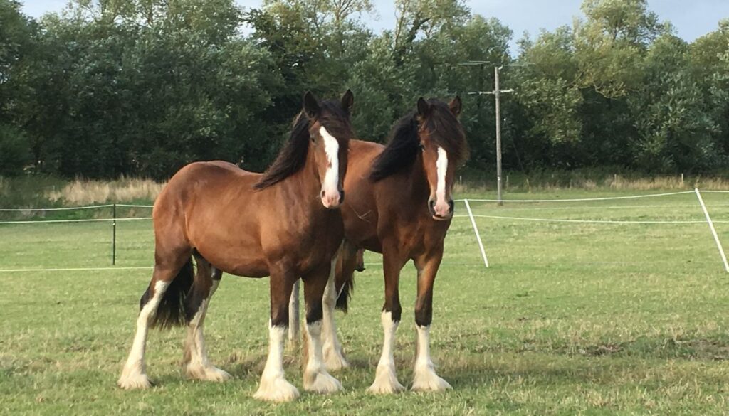 Cheval Shire : Découvrez La Puissance De Ce Géant Majestueux