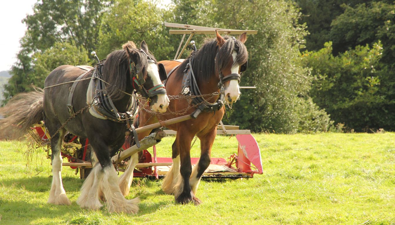 Cheval Shire : Découvrez La Puissance De Ce Géant Majestueux