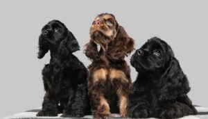 Cocker Spaniel : Tout Savoir Sur Ce Chien Exceptionnel