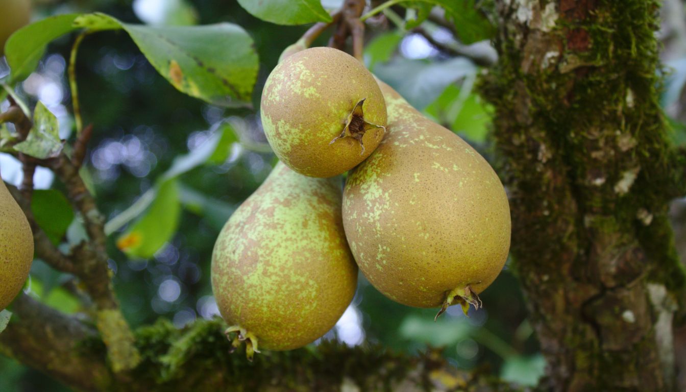Variétés De Poires : 7 Sortes Incontournables à Connaître
