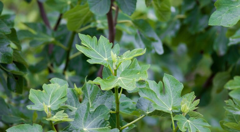 Planter Un Figuier : Comment Réussir En 7 étapes Simples