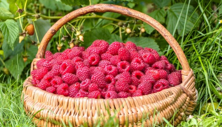 Tout Savoir Sur La Framboise : Origine, Bienfaits, Cuisine