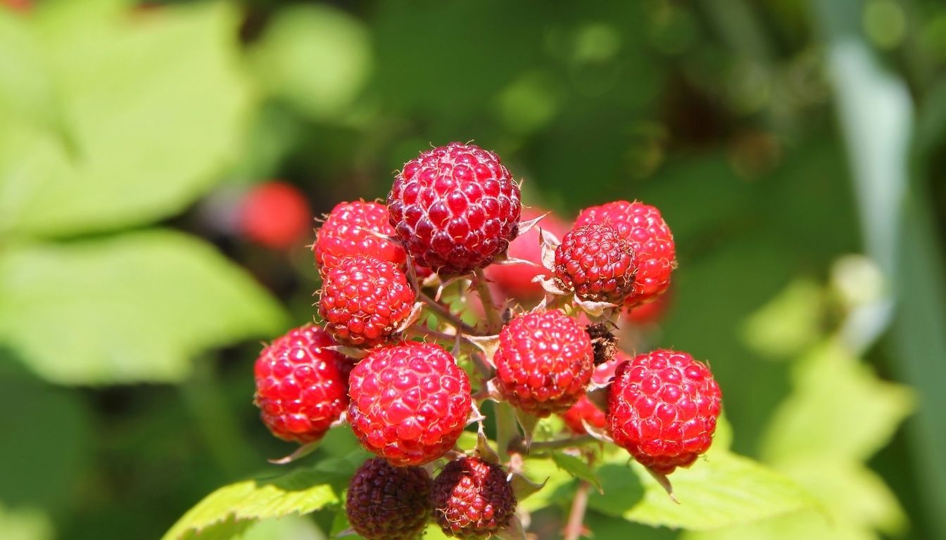 Tout Savoir Sur La Framboise : Origine, Bienfaits, Cuisine