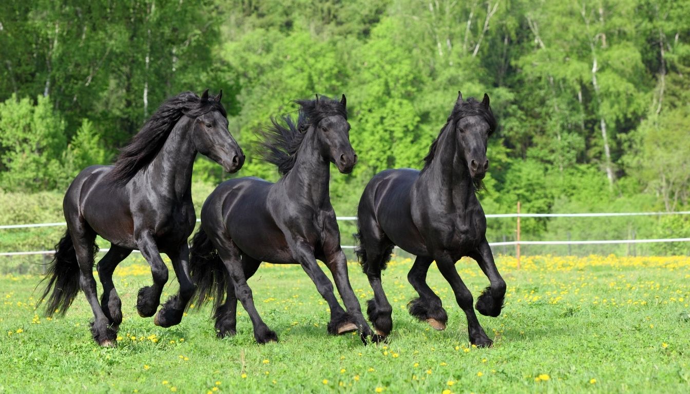 Frison : Tout Savoir Sur Ce Cheval Majestueux Et Puissant