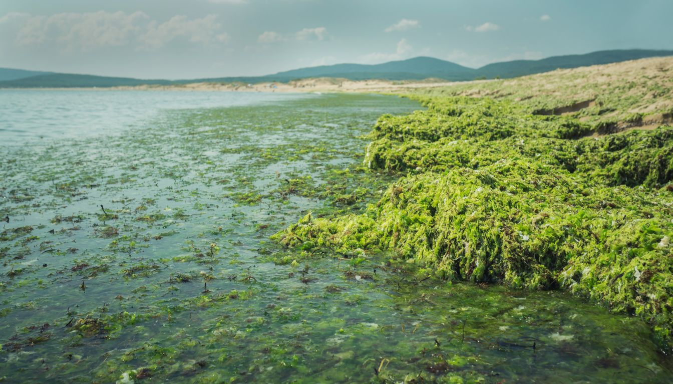 Laitue De Mer : Bienfaits Et Conseils Pour Bien La Consommer