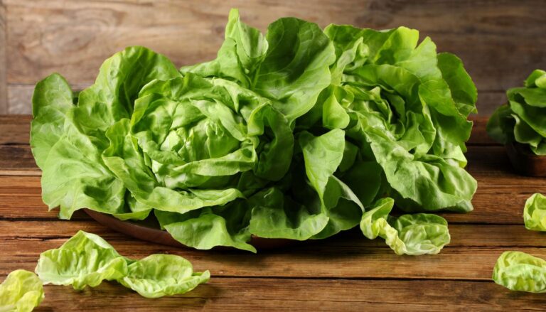 Laitue Pommée : Tout Savoir Sur Cette Variété Incontournable