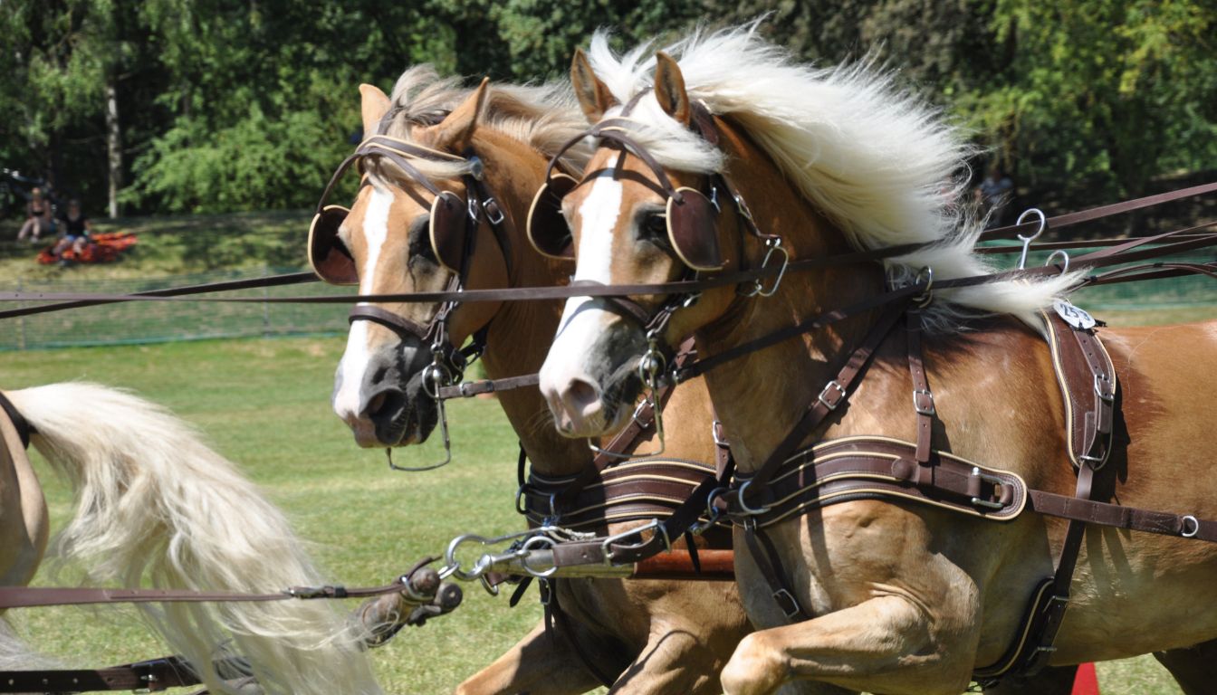 Tout Savoir Sur Le Haflinger, Ce Cheval Typique Des Alpes
