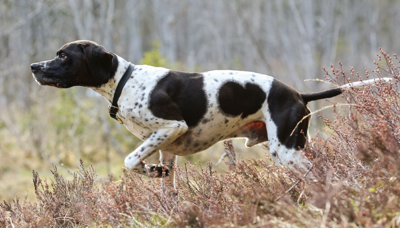 Pointer : Guide Complet Sur Ce Chien De Chasse D’exception