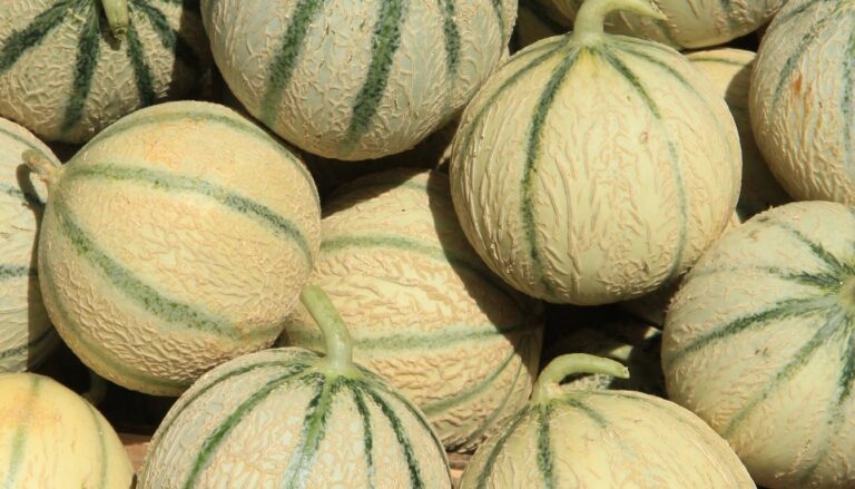 Melon Charentais : Histoire, Variétés Et Usages Essentiels
