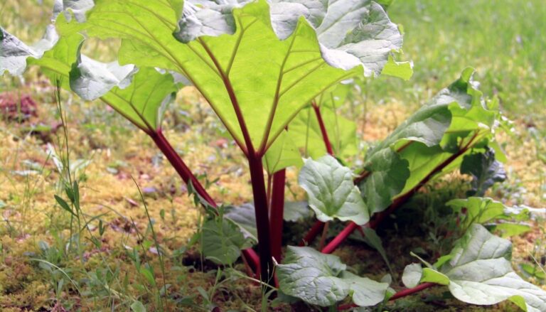 Planter La Rhubarbe : Comment Obtenir Une Plante Vigoureuse