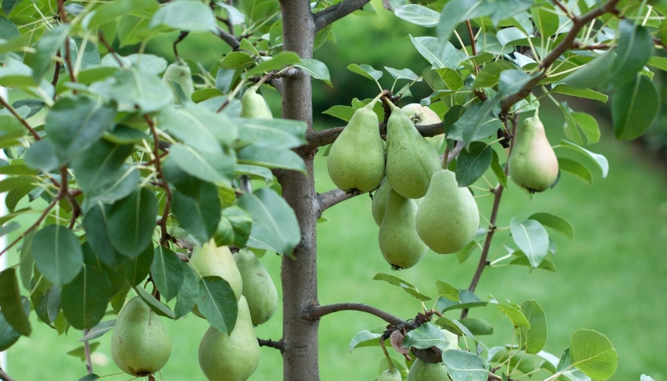 Variétés De Poires : 7 Sortes Incontournables à Connaître