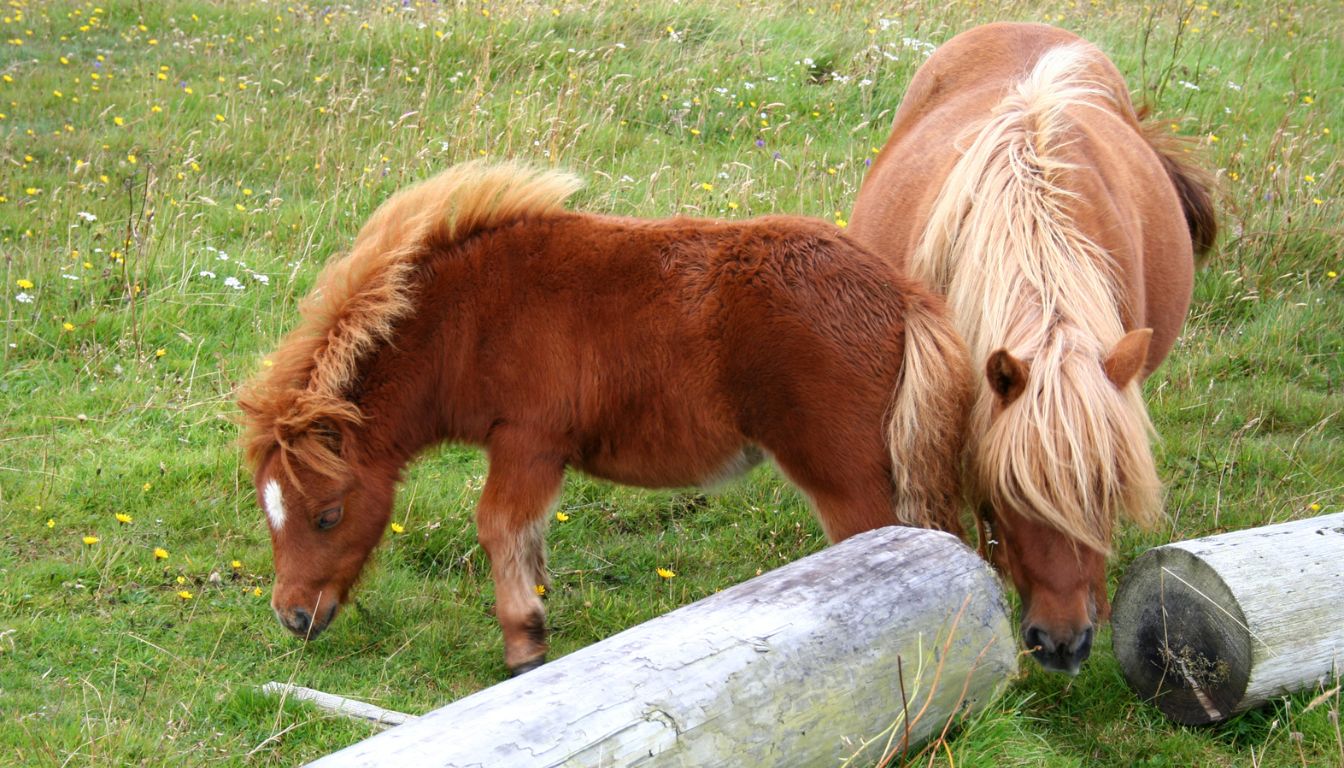 Poney Shetland Robustesse Et Charme Du Petit Cheval écossais