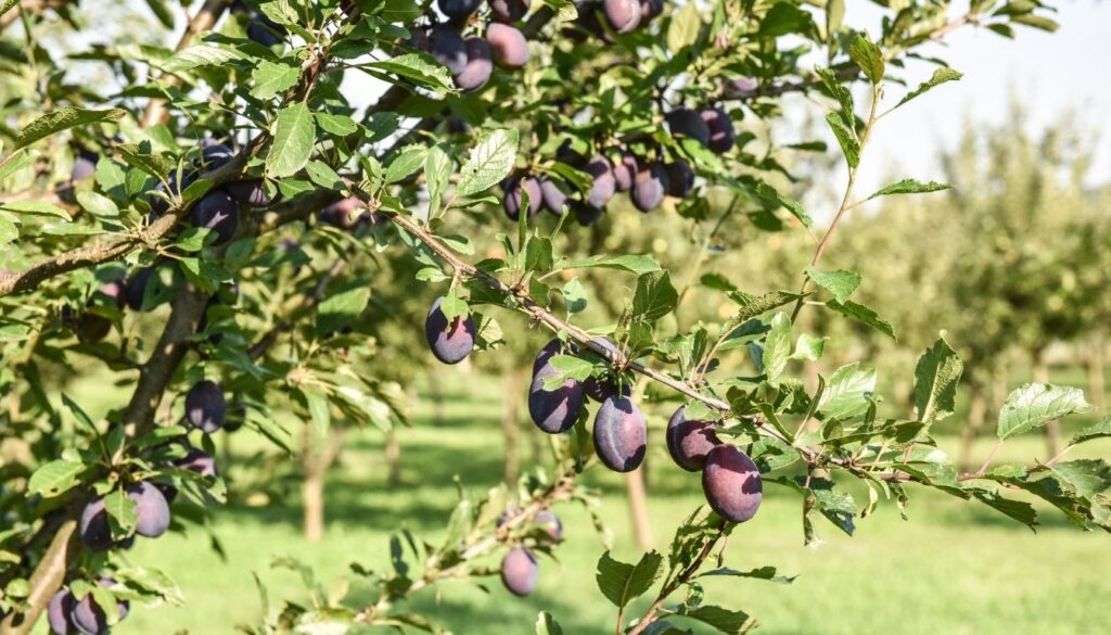 Prunier : Le Guide Ultime Pour Un Arbre Fruitier Généreux
