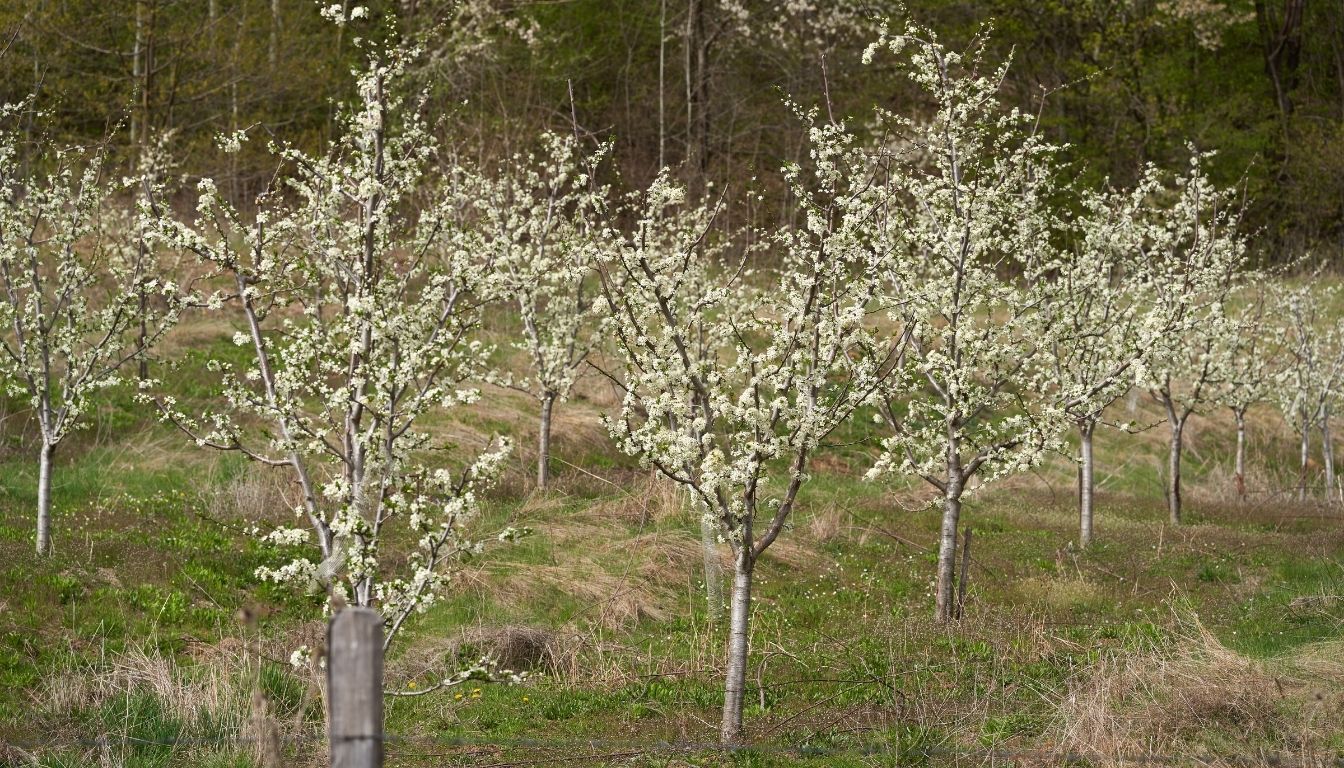 Prunier : Le Guide Ultime Pour Un Arbre Fruitier Généreux