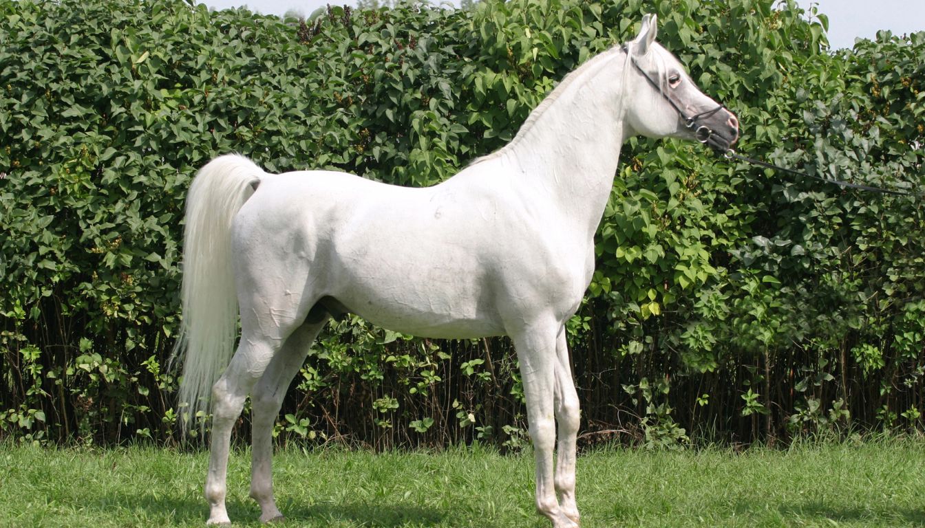 Pur-sang Arabe : Majesté Et Endurance D’une Race Légendaire
