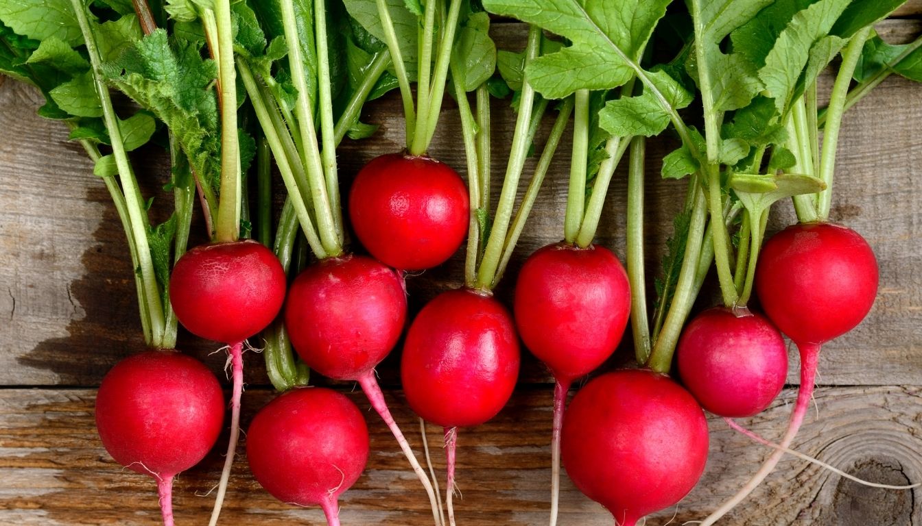 Radis : Portrait Captivant D’un Légume Aux Mille Facettes