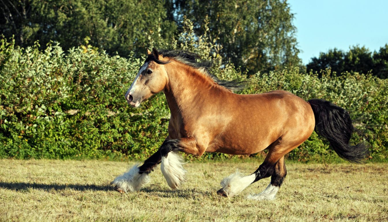 Cheval Shire : Découvrez La Puissance De Ce Géant Majestueux
