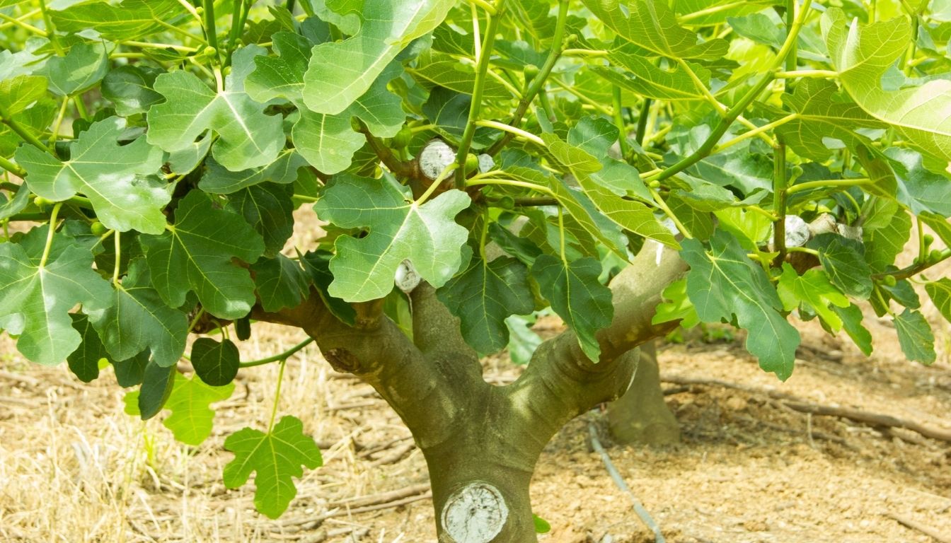 Taille Du Figuier : Quand Et Comment Bien La Réaliser