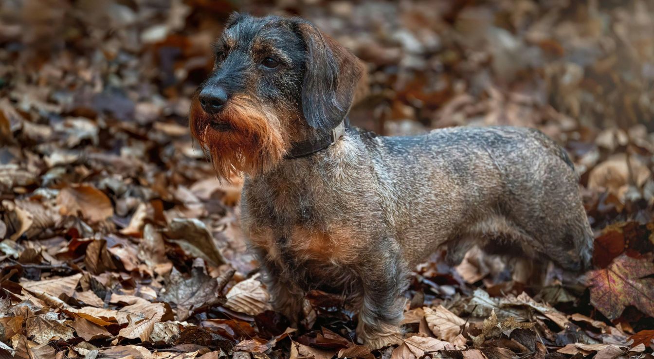 Teckel Nain : Guide Complet Pour Un Compagnon Exceptionnel