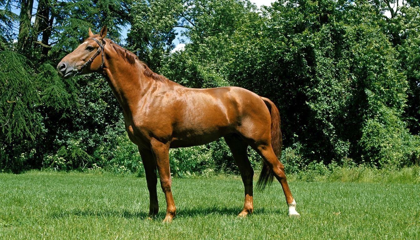 Pur-sang Anglais : Tout Savoir Sur Cette Race Prestigieuse