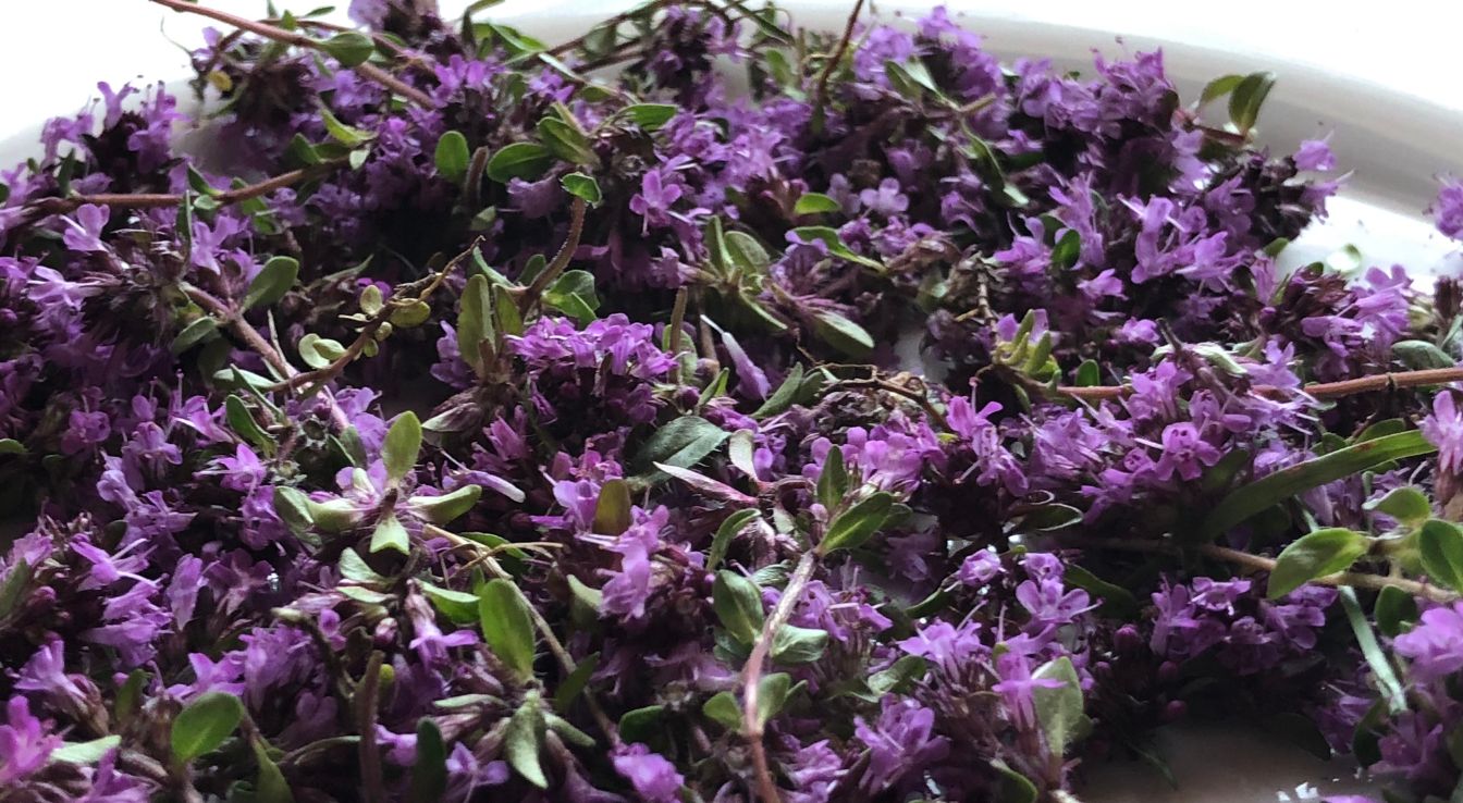 Thym Serpolet Rouge : 5 Raisons D'adopter Cette Plante