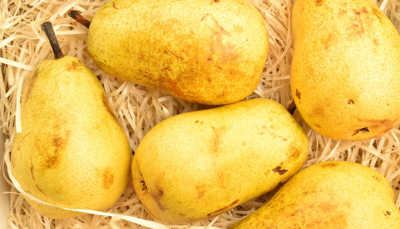 Variétés De Poires : 7 Sortes Incontournables à Connaître