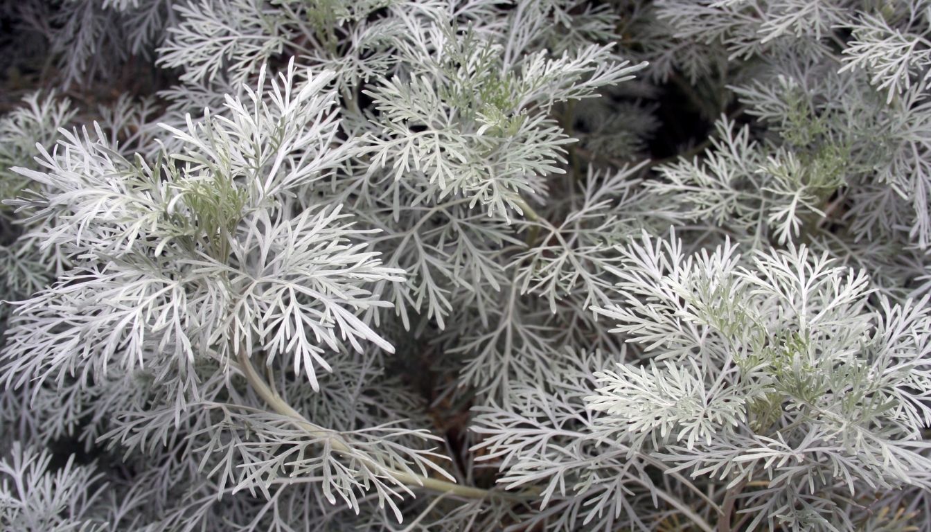 Absinthe : Astuces Pour Entretien Taille Et Récolte Efficace