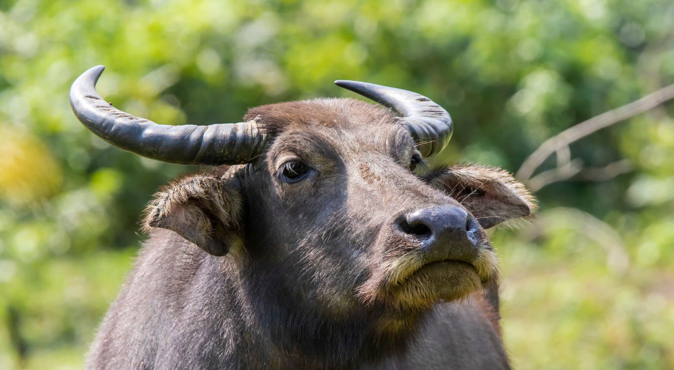 Buffle : Guide Complet Sur Les Variétés Et Particularités
