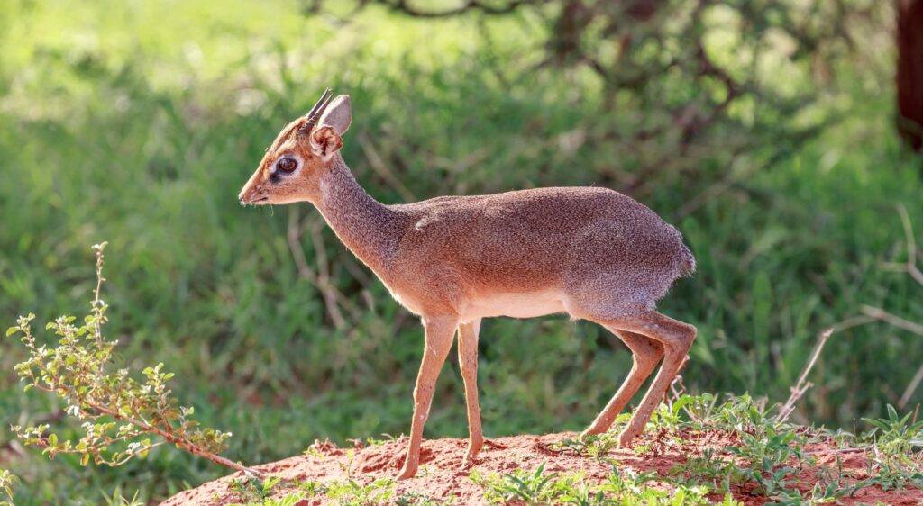Dik-dik : Statut De Conservation Et Faits Surprenants