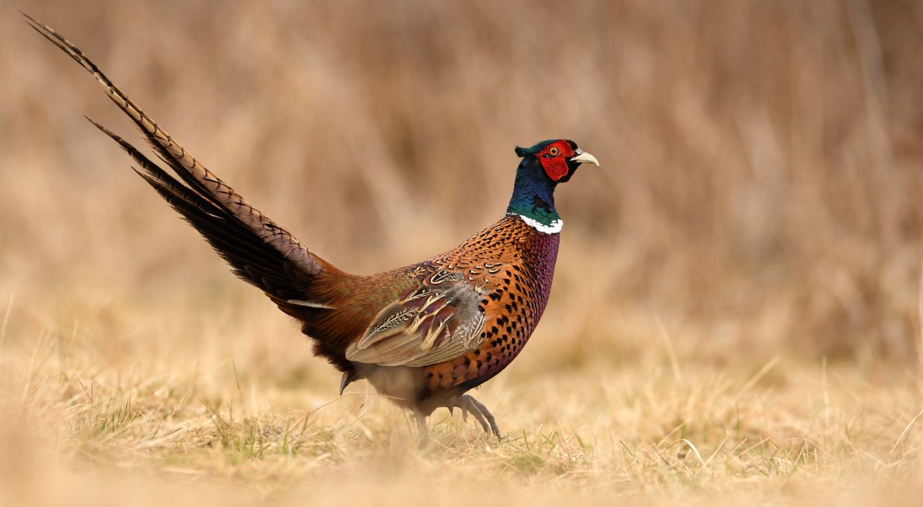 Faisan : Variétés, Plumage Et Particularités Physiques