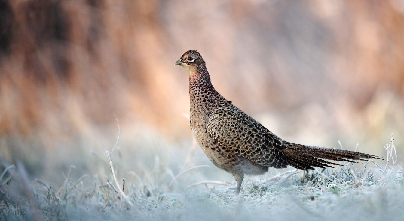 Faisan : Variétés, Plumage Et Particularités Physiques