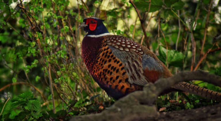 Faisan : Variétés, Plumage Et Particularités Physiques