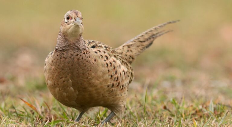 Faisan : Variétés, Plumage Et Particularités Physiques