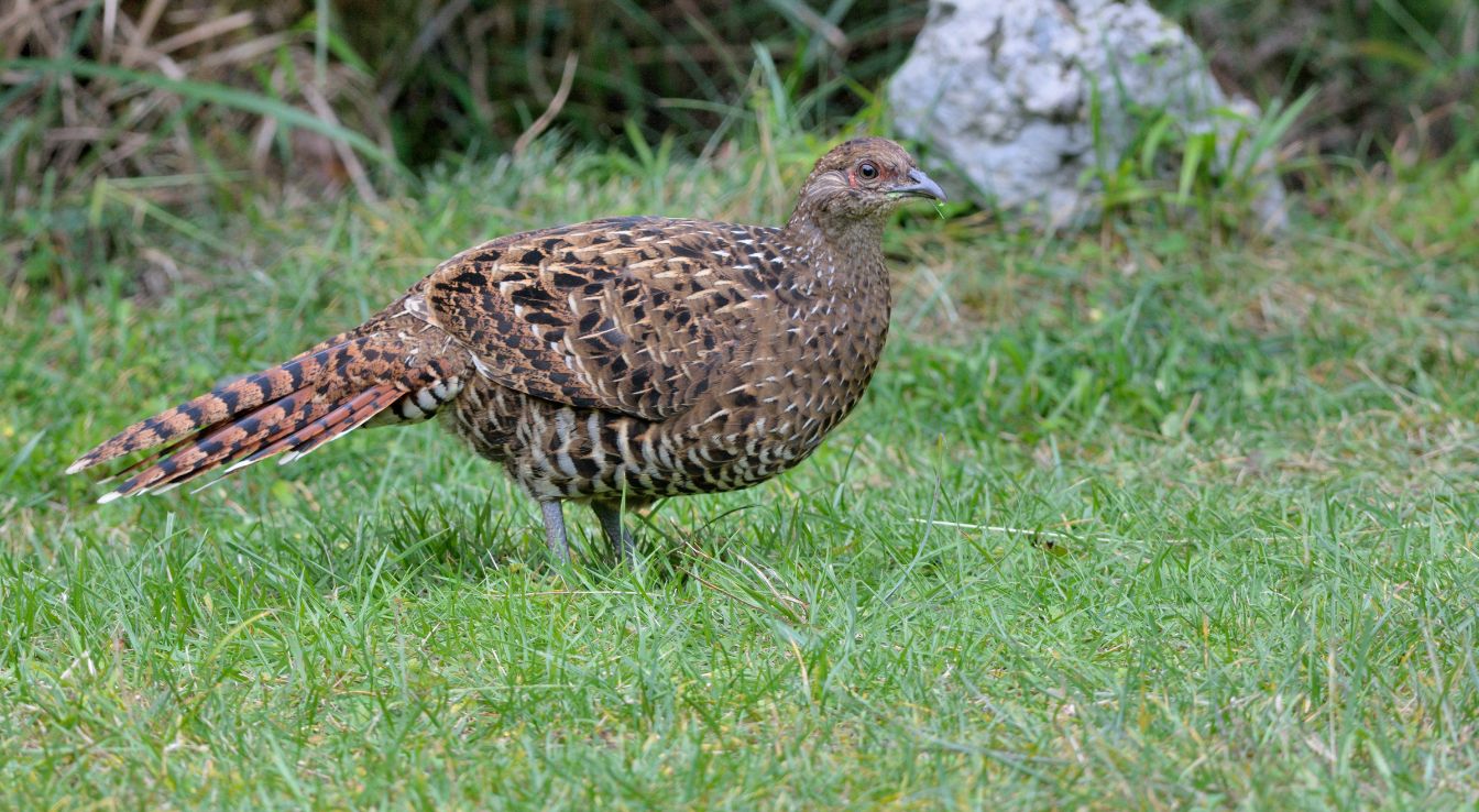 Faisan Obscur : Espèces, Variantes Et Dimorphisme Sexuel