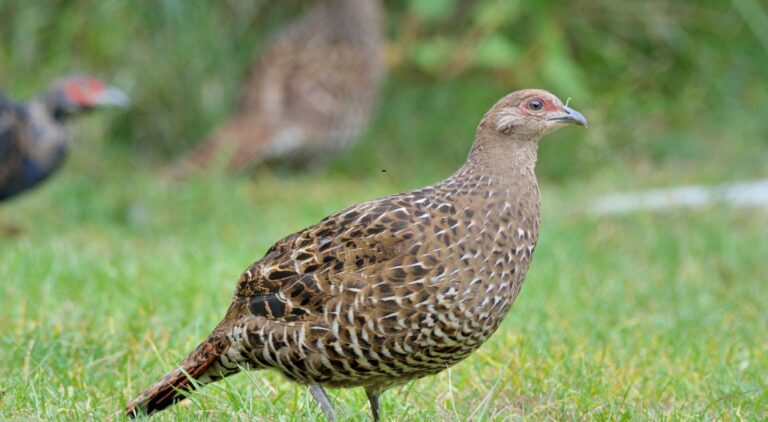 Faisan Vénéré : Espèces, Variantes Et Plumage Unique