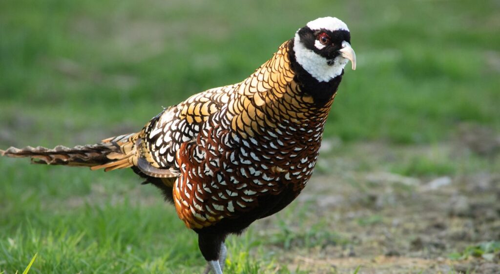 Faisan Vénéré : Espèces, Variantes Et Plumage Unique