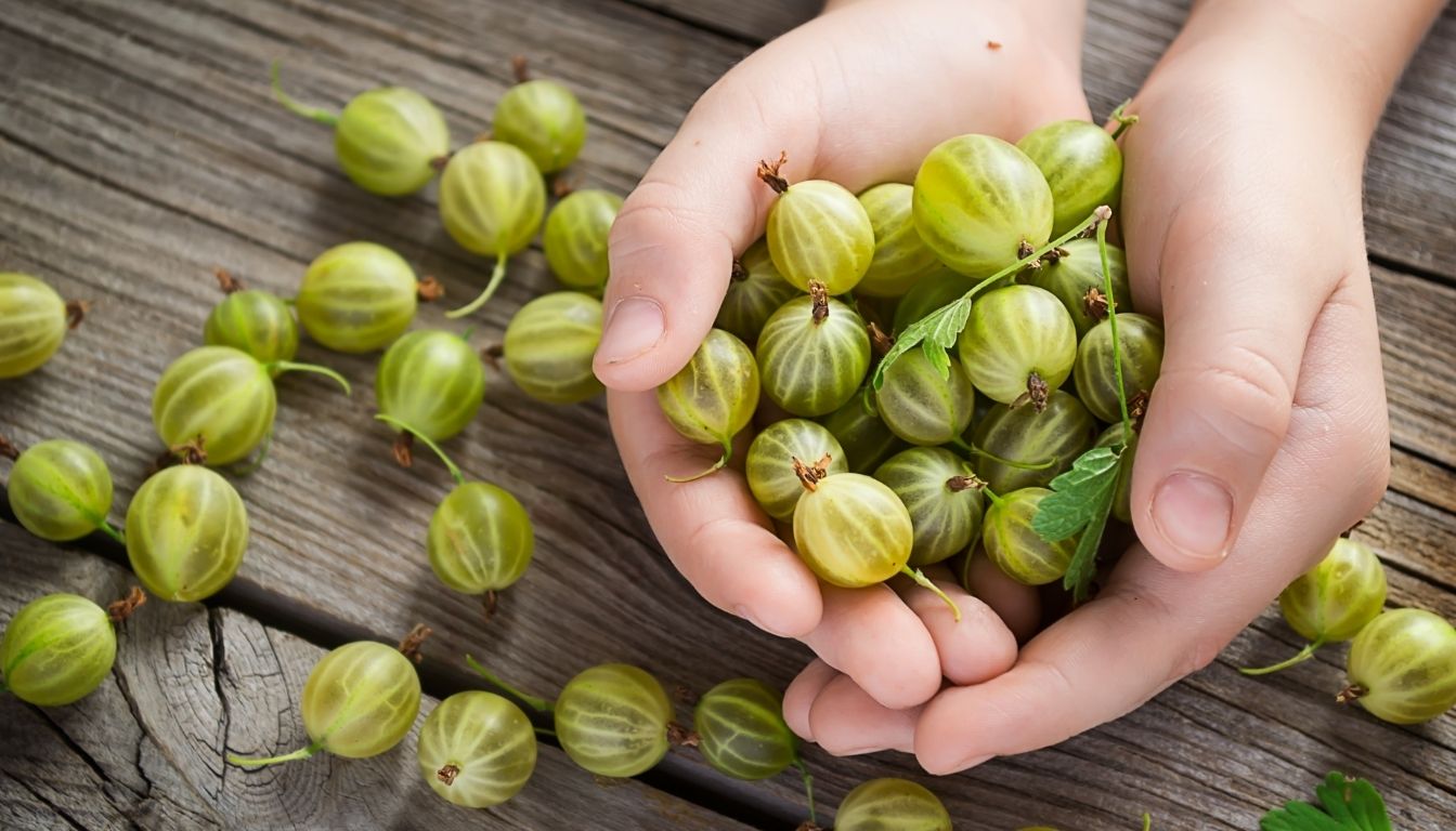 Groseille à Maquereau : Description, Origines Et Usages