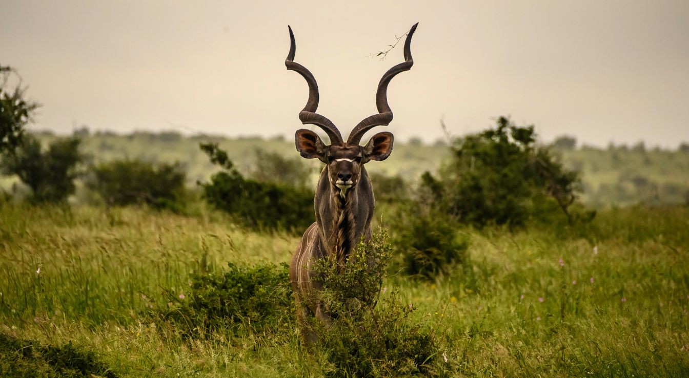 Koudou : Tout Savoir Sur L’antilopé Majestueux D’Afrique