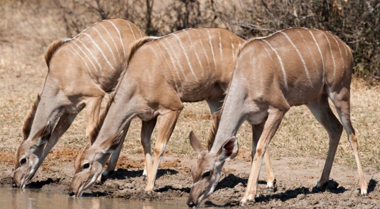 Koudou : Tout Savoir Sur L’antilopé Majestueux D’Afrique
