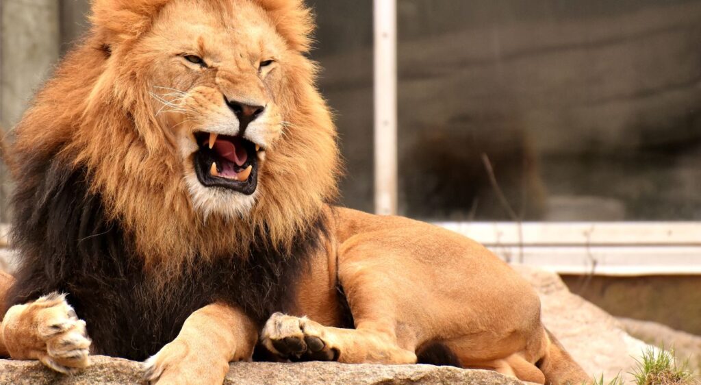 Atlas Lion: History and Role in Moroccan Culture