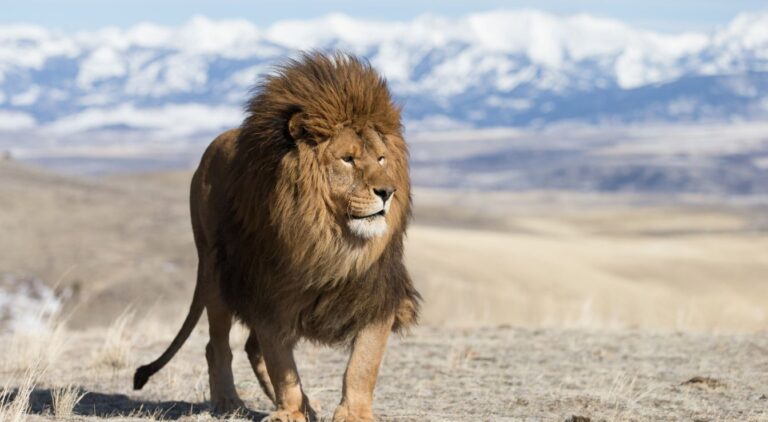 Atlas Lion: History and Role in Moroccan Culture