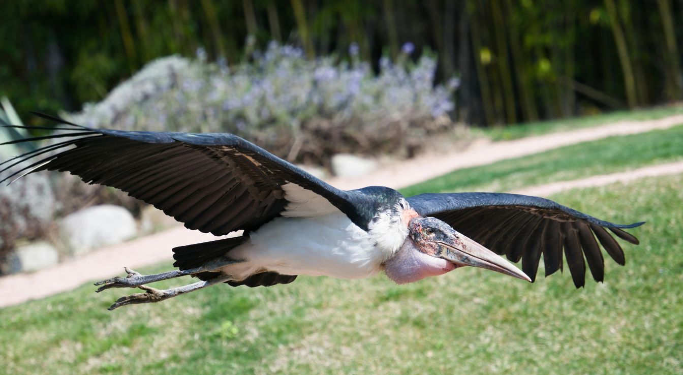 Marabout (oiseau) : Tout Savoir Sur Cet échassier Africain