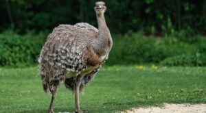 Nandou : Guide Complet Pour Découvrir Ce Coureur Rapide