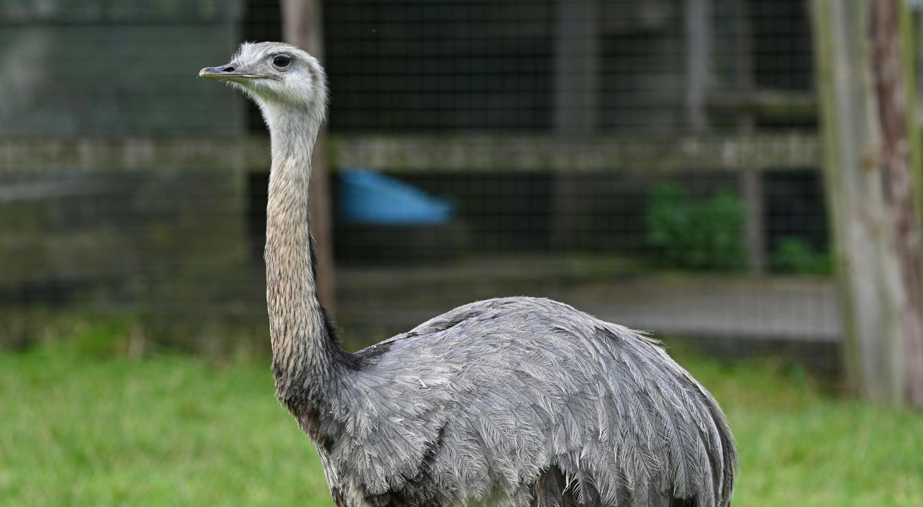 Nandou : Guide Complet Pour Découvrir Ce Coureur Rapide