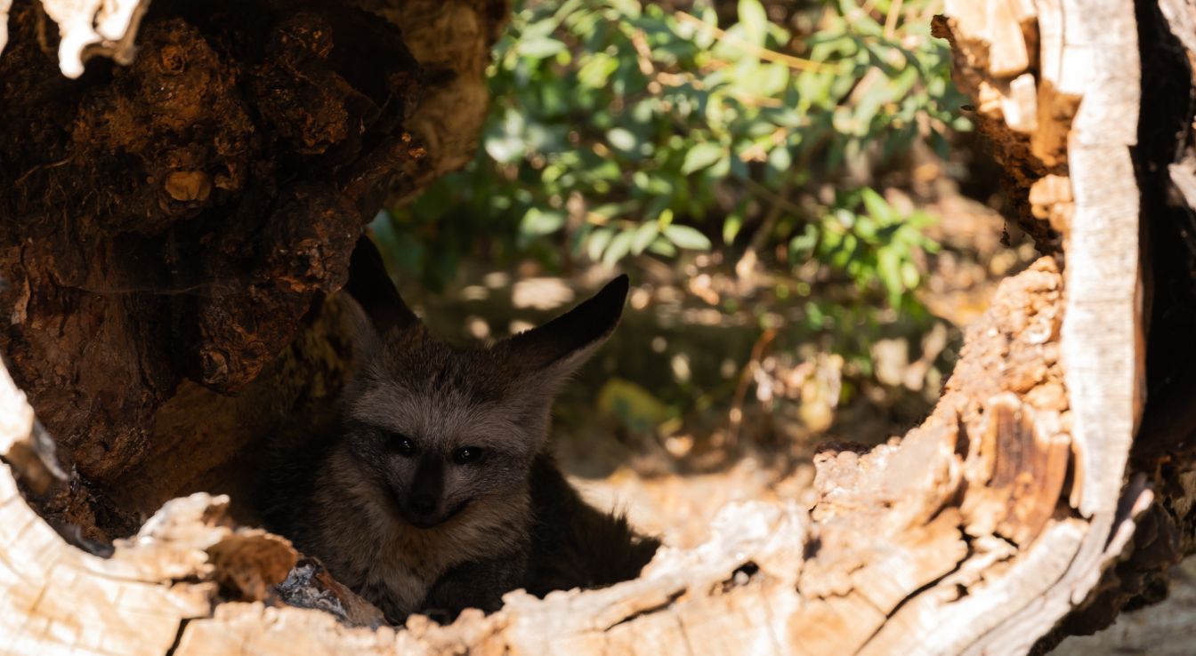 Otocyon : Le Renard Aux Grandes Oreilles D’Afrique Fascinant